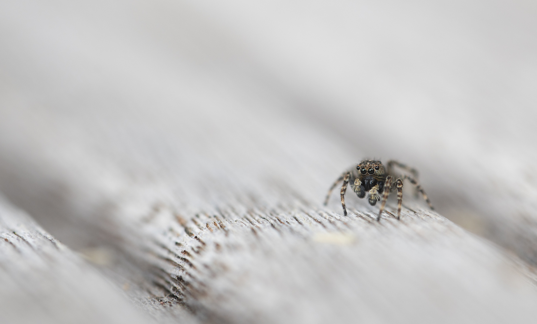 ___springspinne_________ Foto & Bild | tiere, wildlife, spinnen Bilder ...