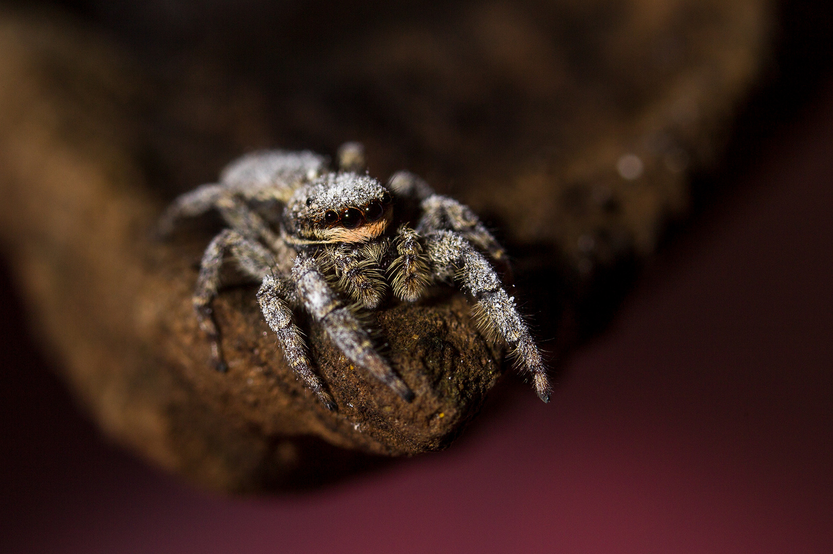 Springspinne Foto & Bild | tiere, wildlife, spinnen Bilder auf ...