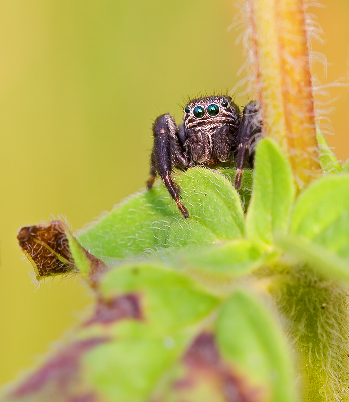 Springspinne Foto & Bild | tiere, wildlife, spinnen Bilder auf ...