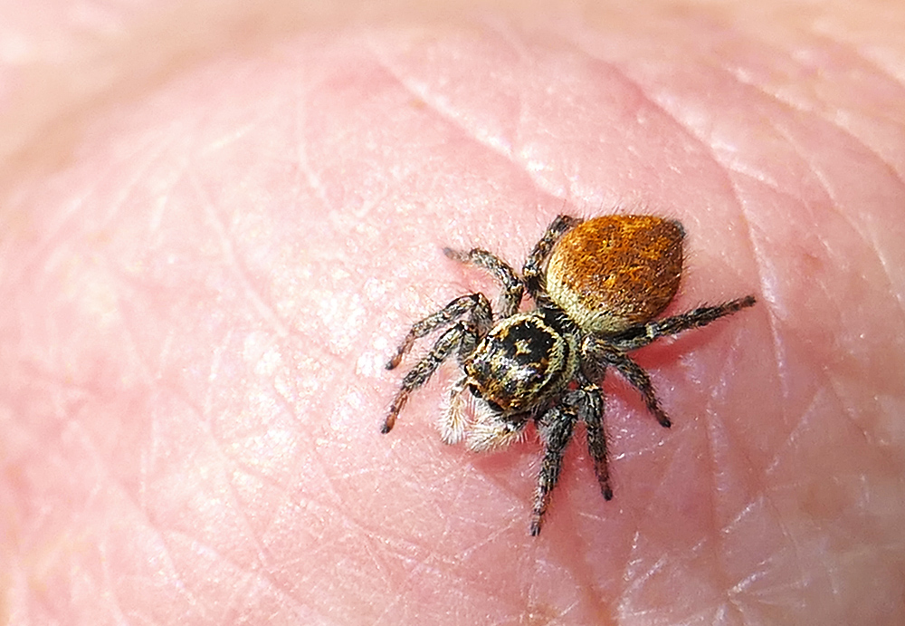 Springspinne Foto & Bild | natur, tiere, wildlife Bilder auf fotocommunity