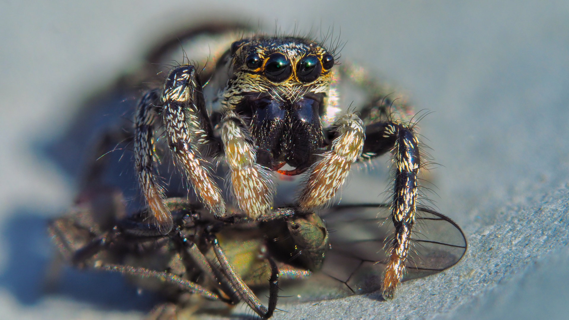 Springspinne Foto & Bild | tiere, wildlife, spinnen Bilder auf ...