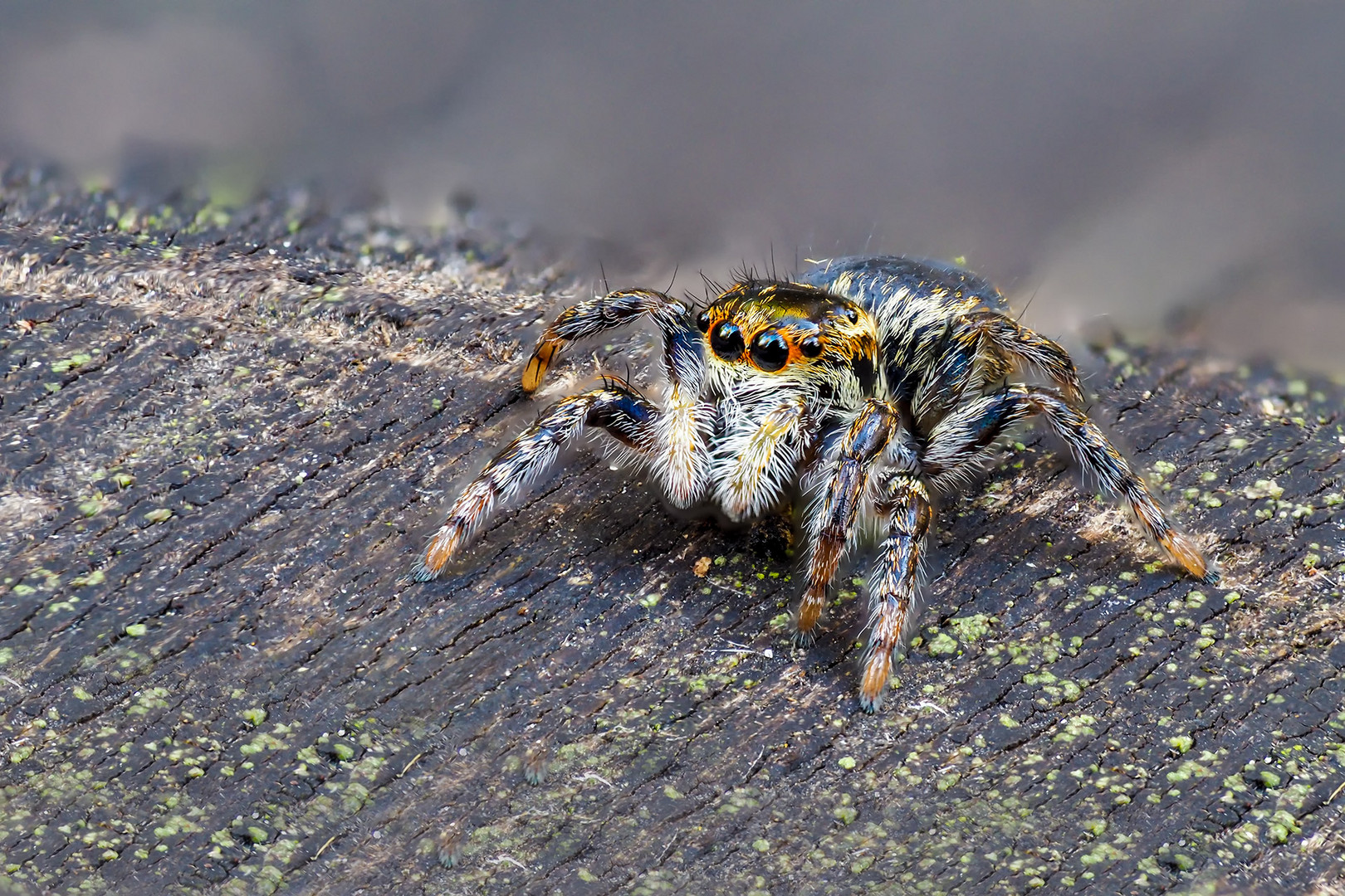 Springspinne Foto & Bild | tiere, wildlife, spinnen Bilder auf ...