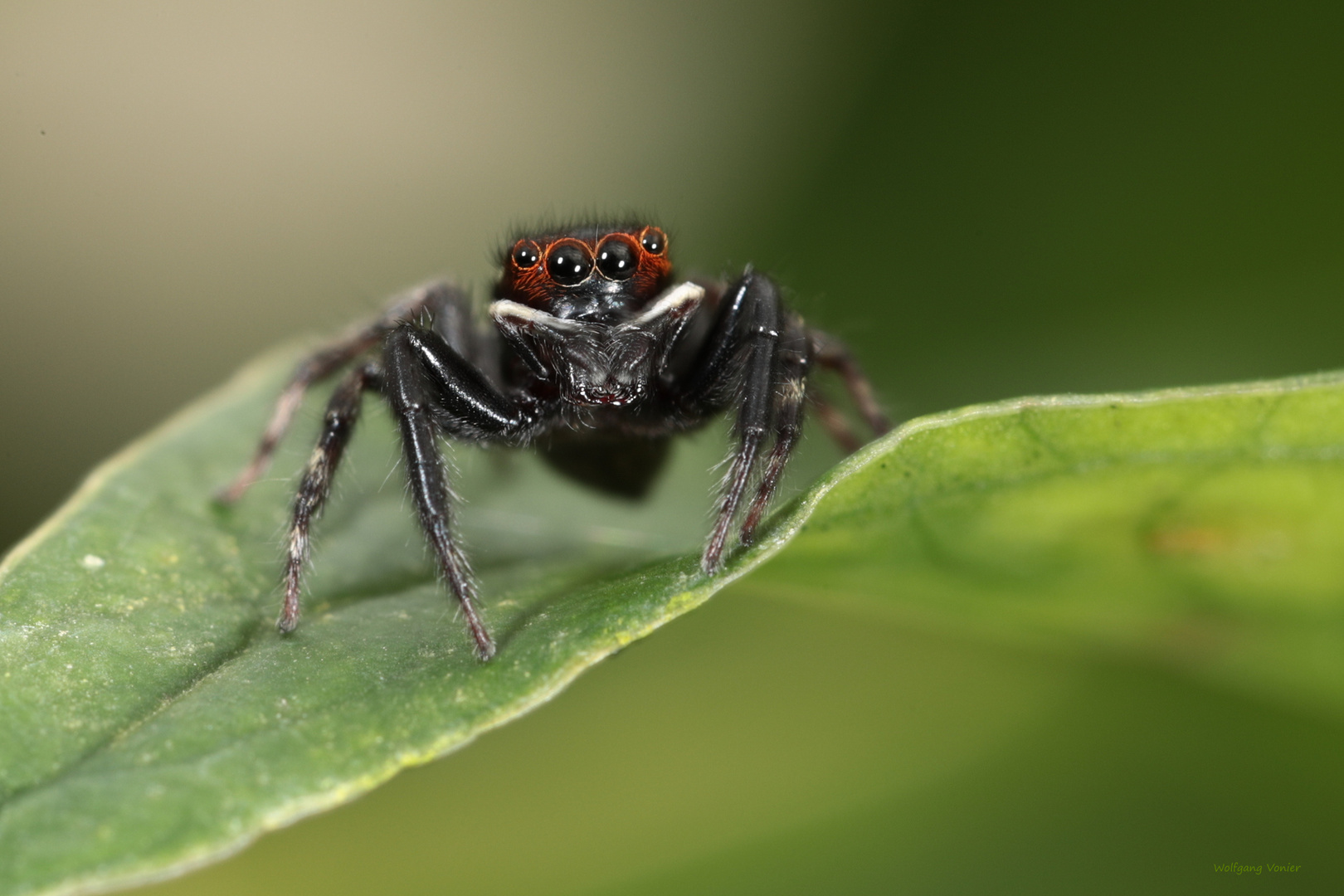 Springspinne Foto & Bild | tiere, wildlife, spinnen Bilder auf ...