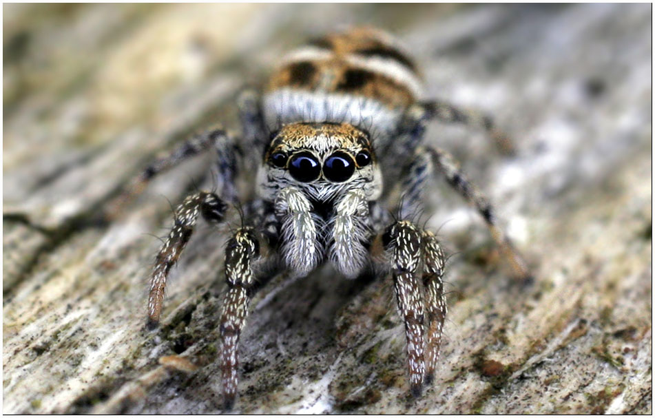 Springspinne Foto & Bild | tiere, wildlife, spinnen Bilder auf ...