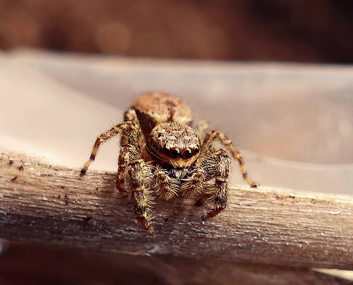 Springspinne Foto & Bild | tiere, wildlife, natur Bilder auf fotocommunity