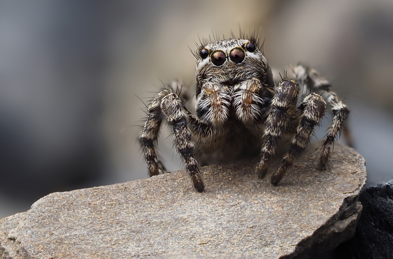 Springspinne: Der Technik um Längen überlegen Foto & Bild | natur ...