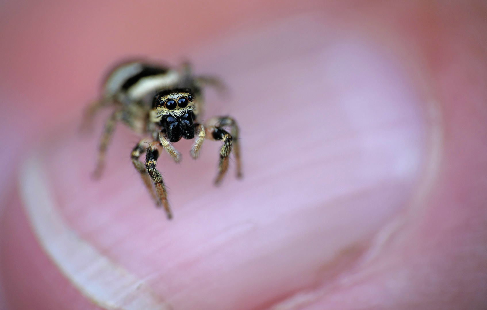 Springspinne Foto & Bild | tiere, wildlife, spinnen Bilder auf ...