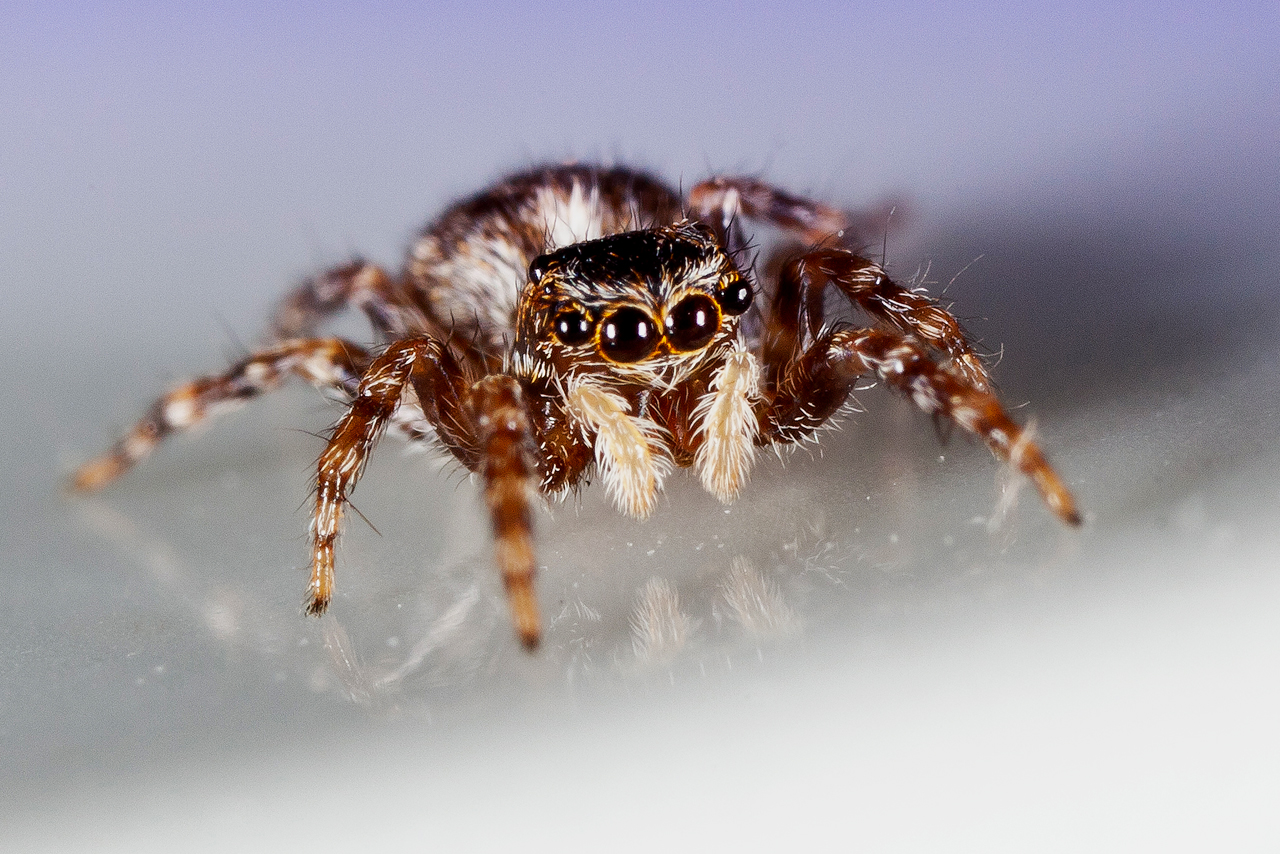 Springspinne Foto & Bild | tiere, wildlife, spinnen Bilder auf ...