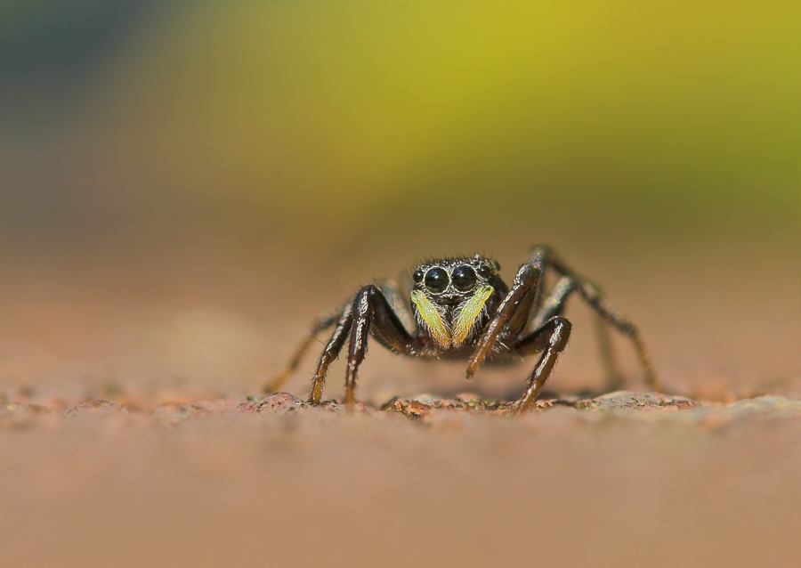 Springspinne ... Foto & Bild | tiere, wildlife, spinnen Bilder auf ...