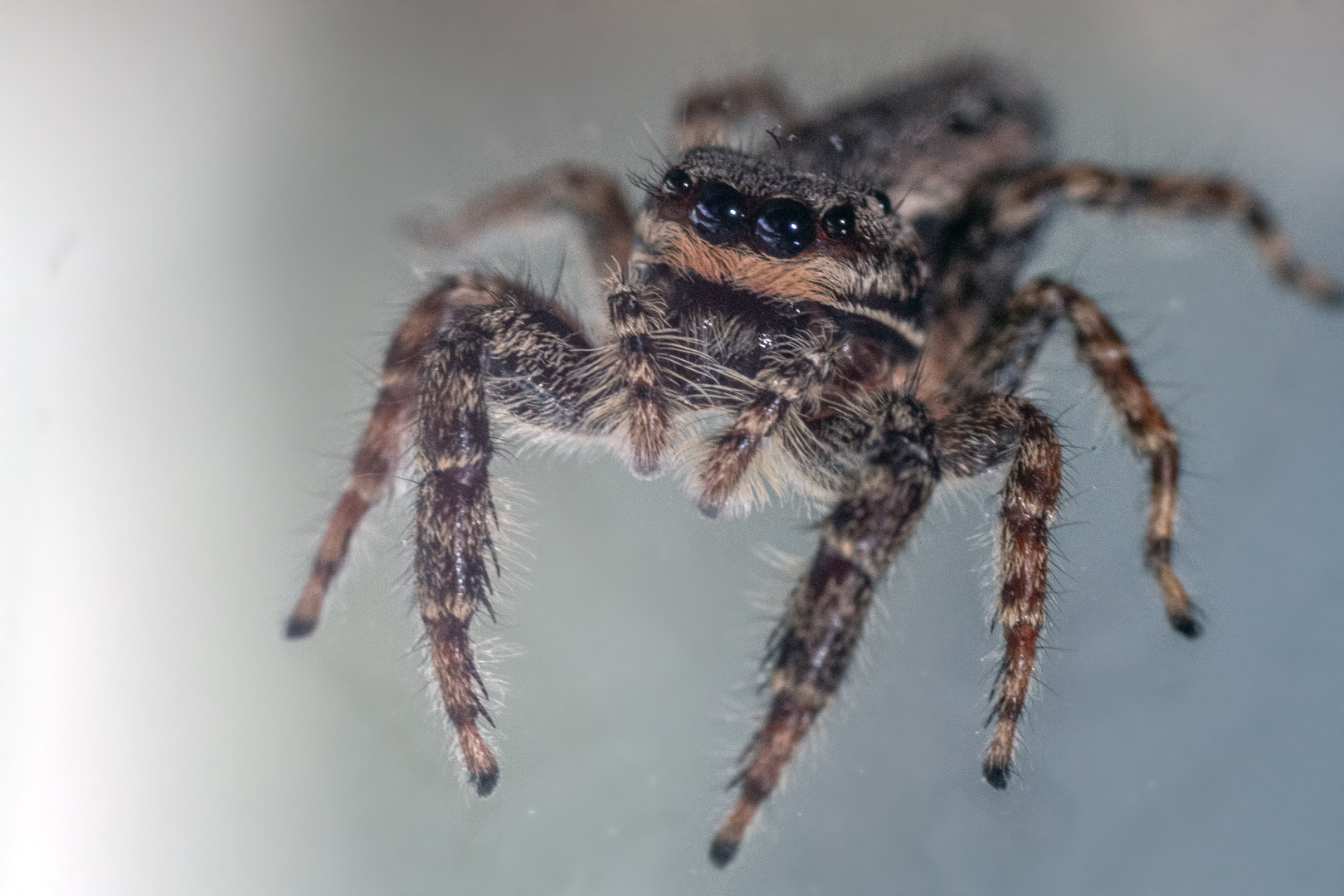 Springspinne II Foto & Bild | tiere, wildlife, spinnen Bilder auf ...