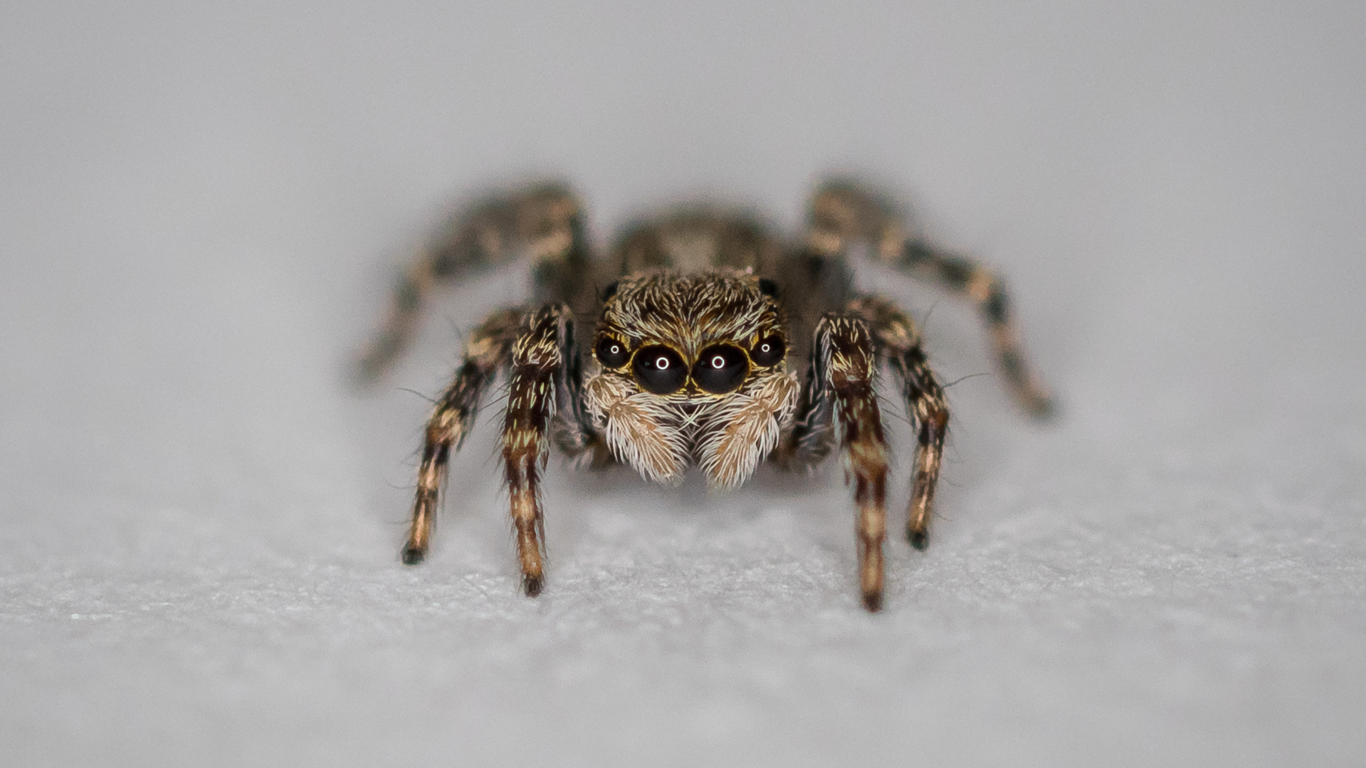 Springspinne II Foto & Bild | spezial, makro, natur Bilder auf ...