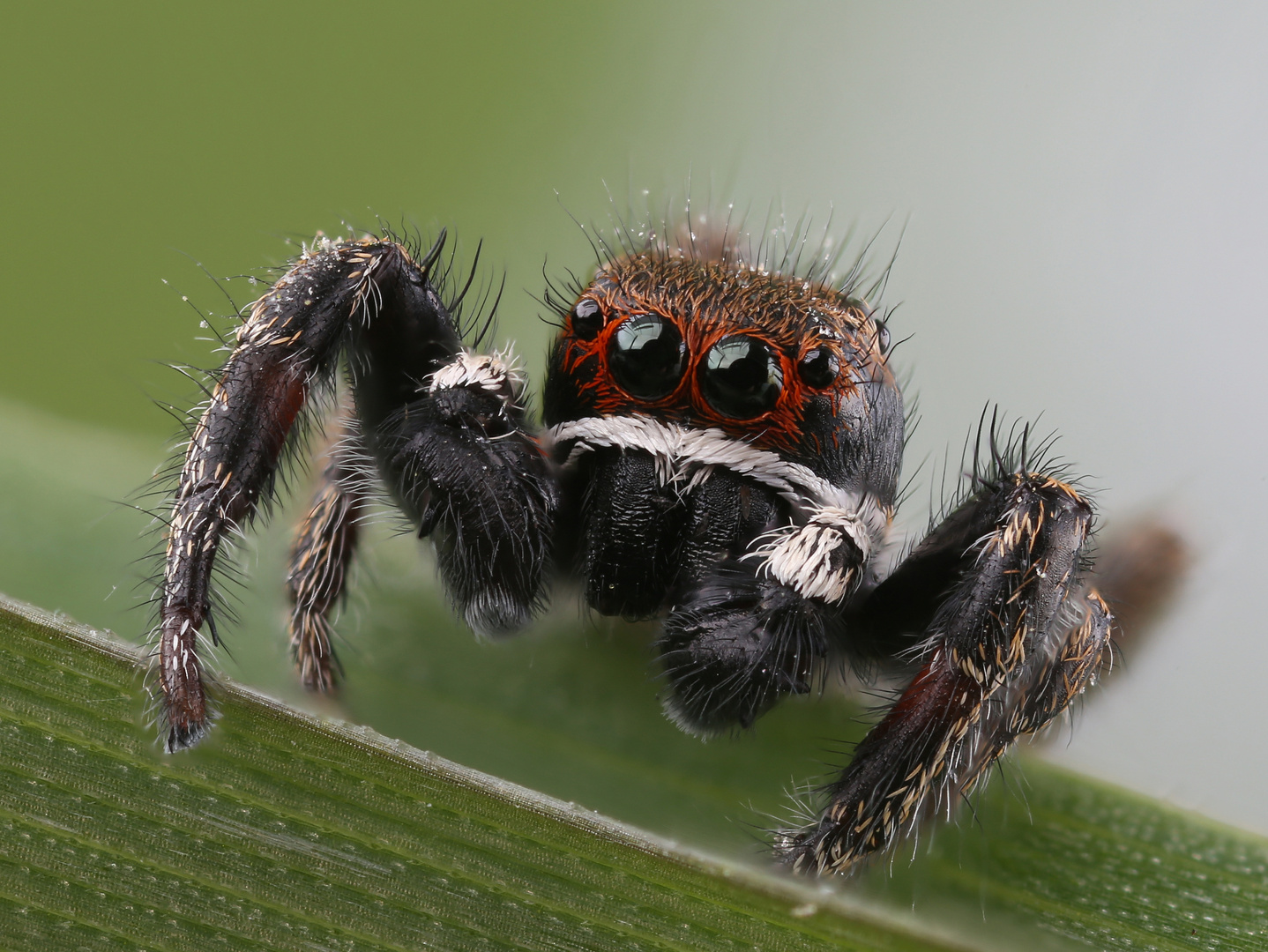 Springspinne in gross Foto & Bild | tiere, wildlife, spinnen Bilder auf ...