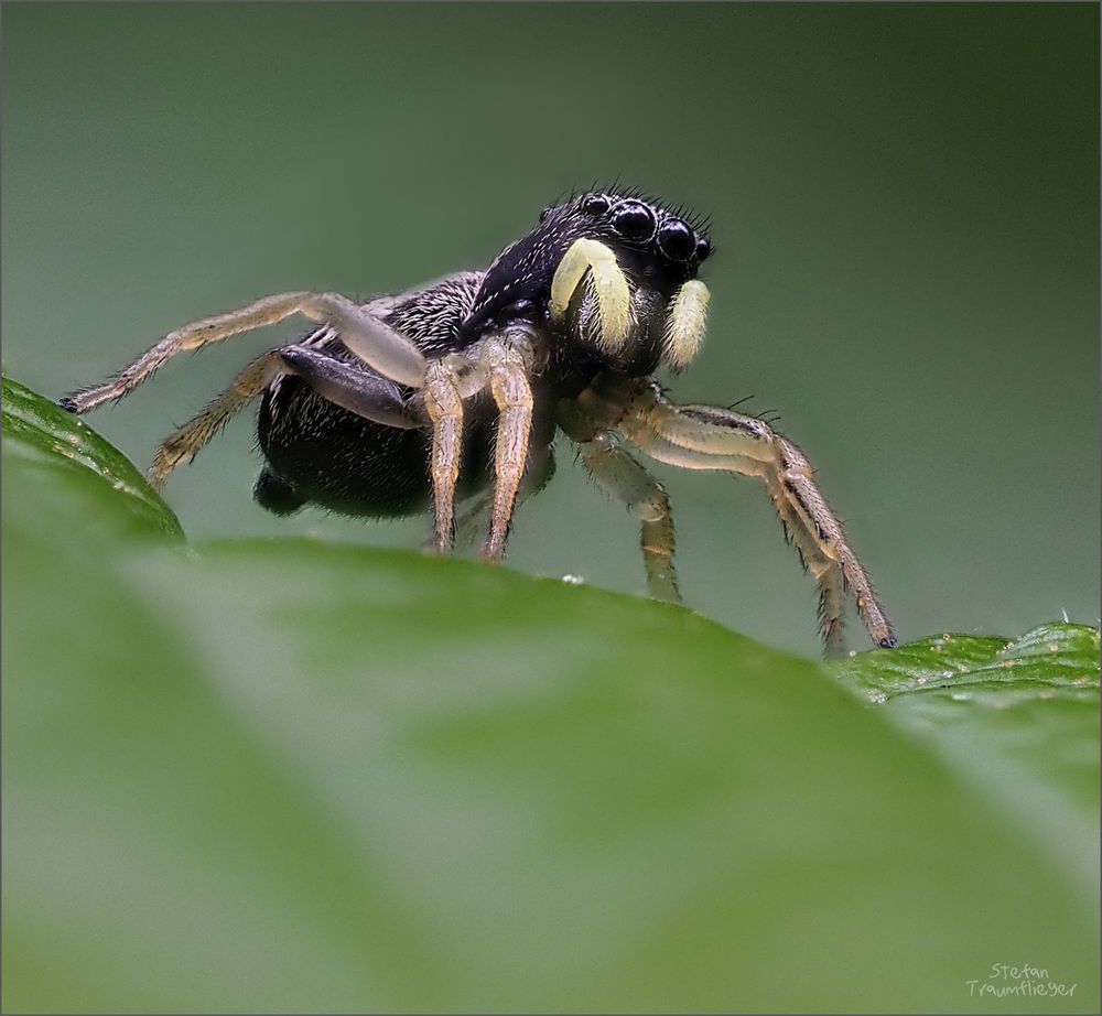 Springspinnen-Alarm! Foto & Bild | tiere, wildlife, spinnen Bilder auf ...