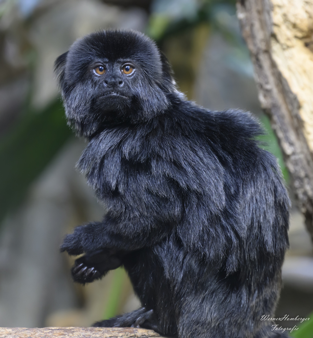 Springtamarin Foto & Bild | Bilder auf fotocommunity