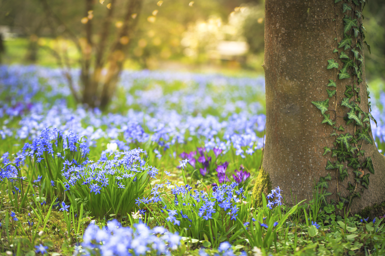 Springtime Foto & Bild | jahreszeiten, frühling, blumiges Bilder auf ...