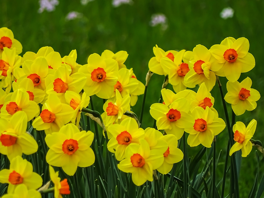 Springtime Foto & Bild | jahreszeiten, frühling, lörrach Bilder auf ...