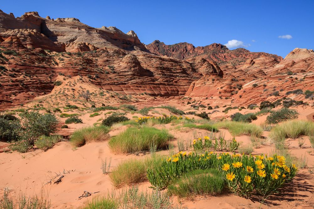 Springtime Foto & Bild | north america, united states, national parks ...