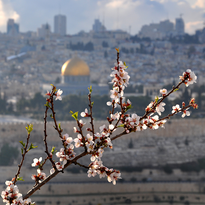 Springtime in Jerusalem | Frühling in Jerusalem Foto & Bild | asia ...