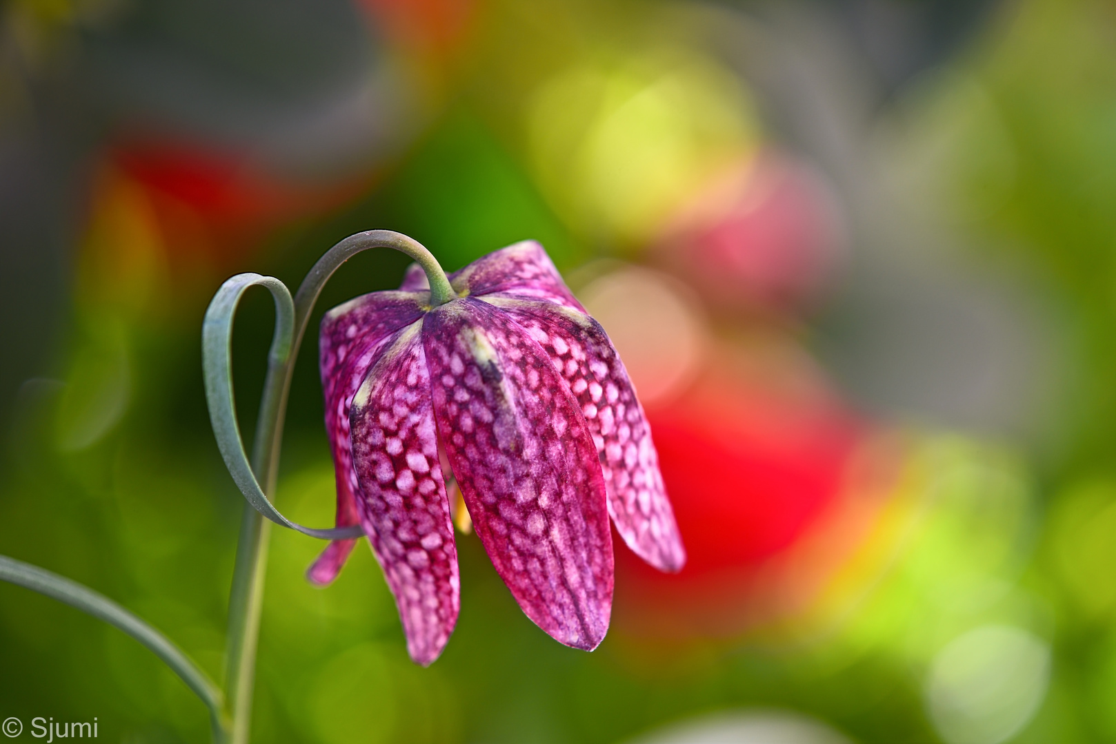 Springtime magic Foto & Bild | makro, frühling, natur Bilder auf ...