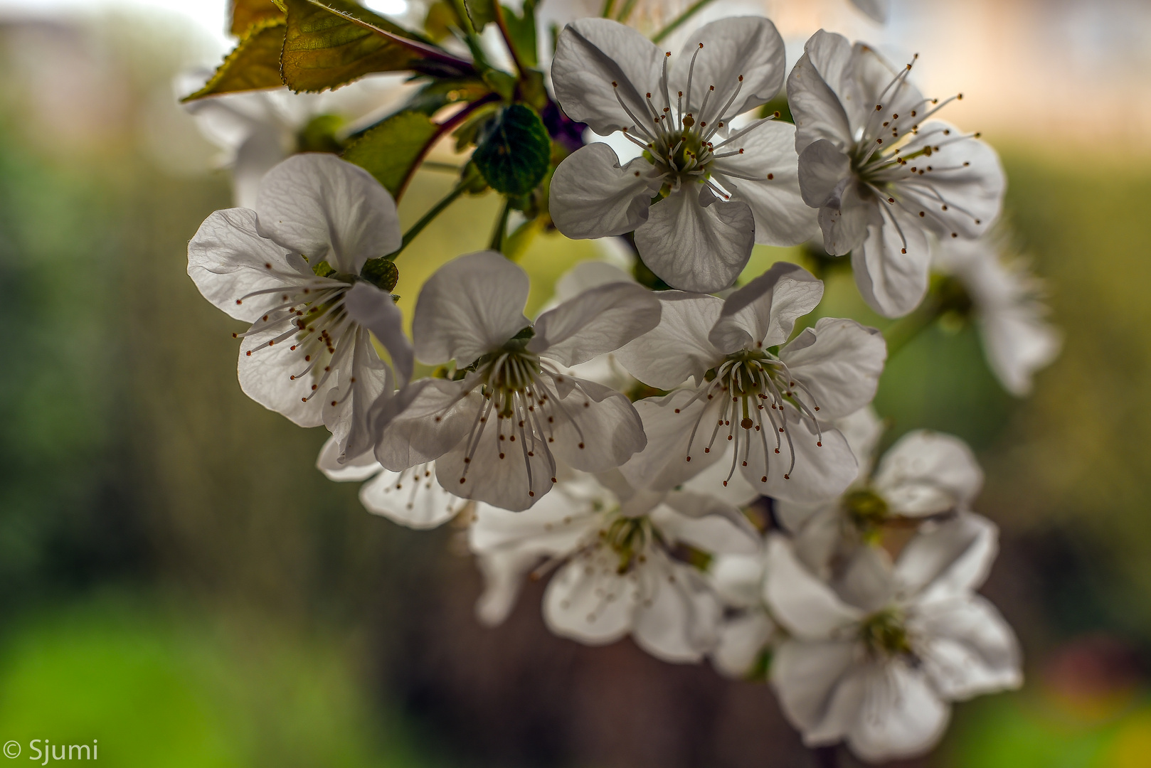 Springtime magic Foto & Bild | makro, bäume, frühling Bilder auf ...