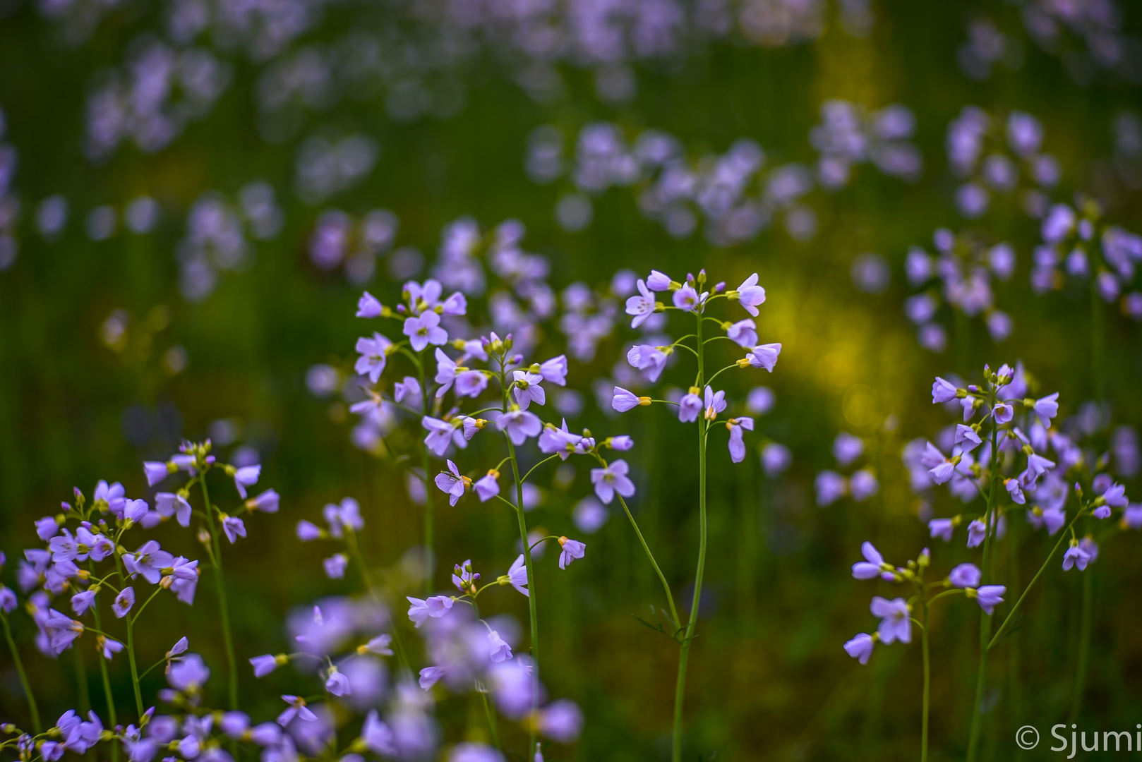 Springtime magic Foto & Bild | jahreszeiten, frühling, makro Bilder auf ...