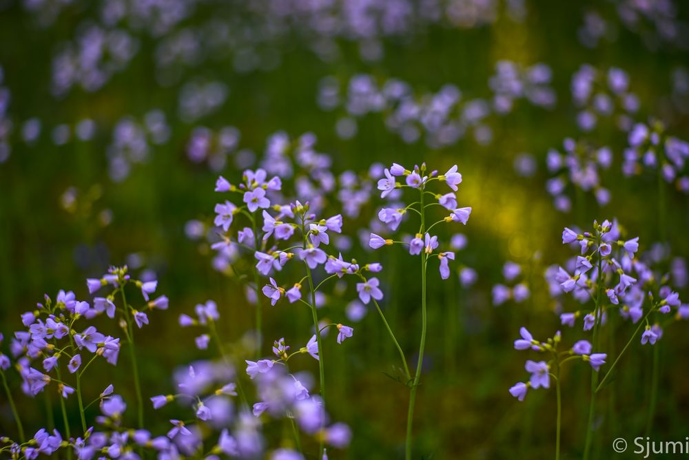 Springtime magic Foto & Bild | jahreszeiten, frühling, makro Bilder auf ...