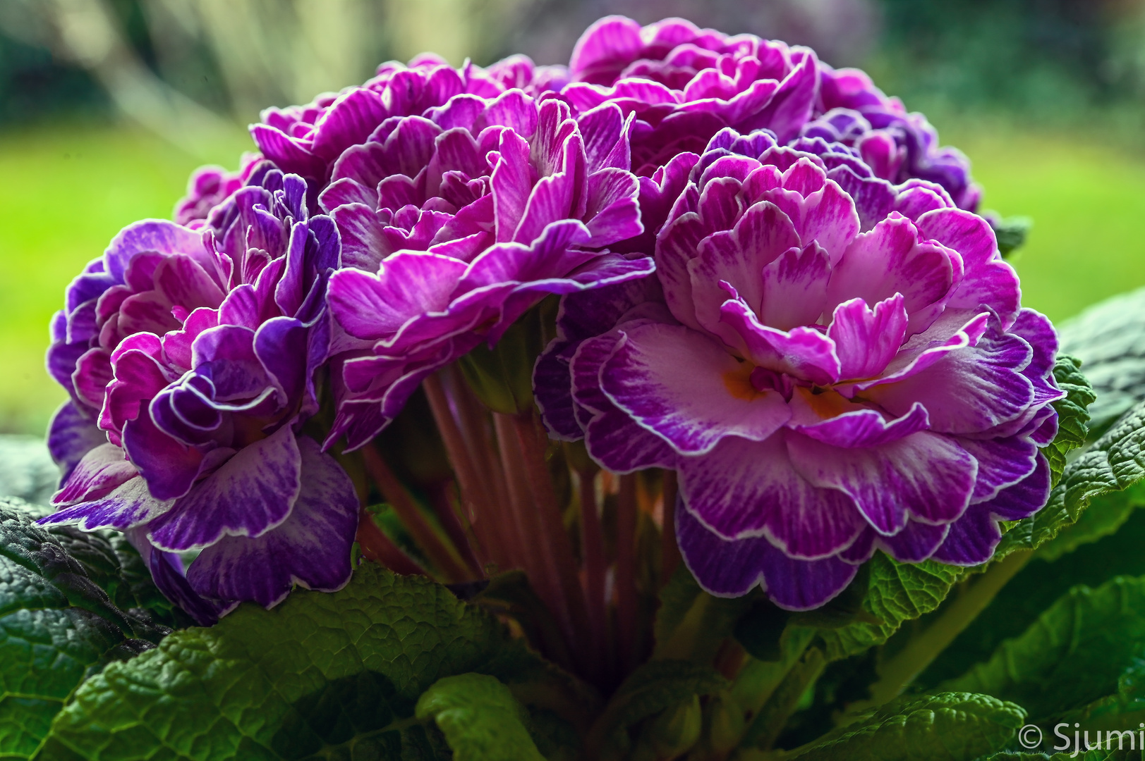 Springtime magic Foto & Bild | pflanzen, pilze & flechten, blüten ...