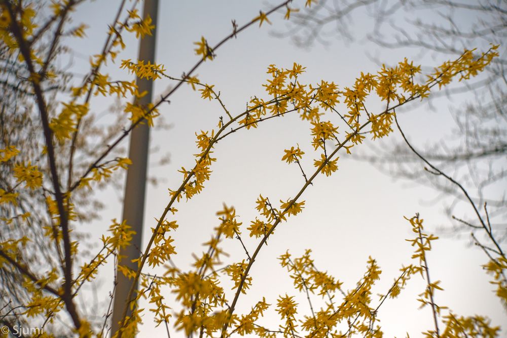 Springtime magic Foto & Bild | jahreszeiten, frühling, makro Bilder auf ...