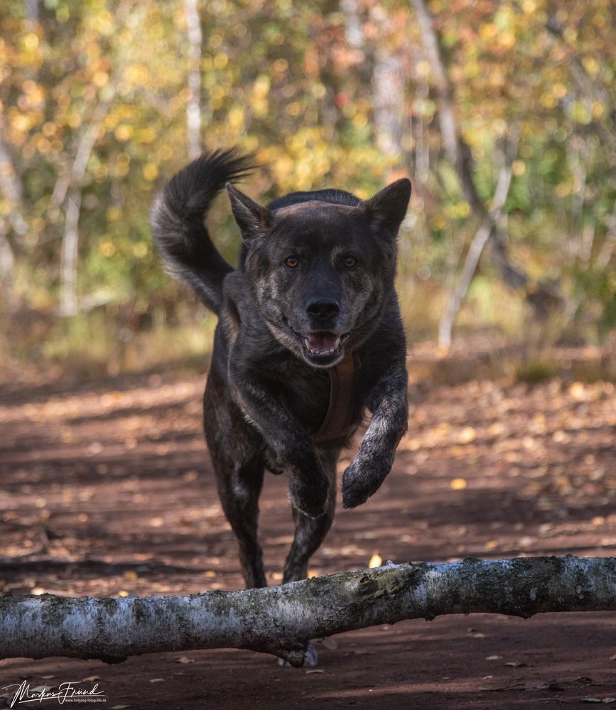 Sprung Foto & Bild | tiere, haustiere, hunde Bilder auf fotocommunity