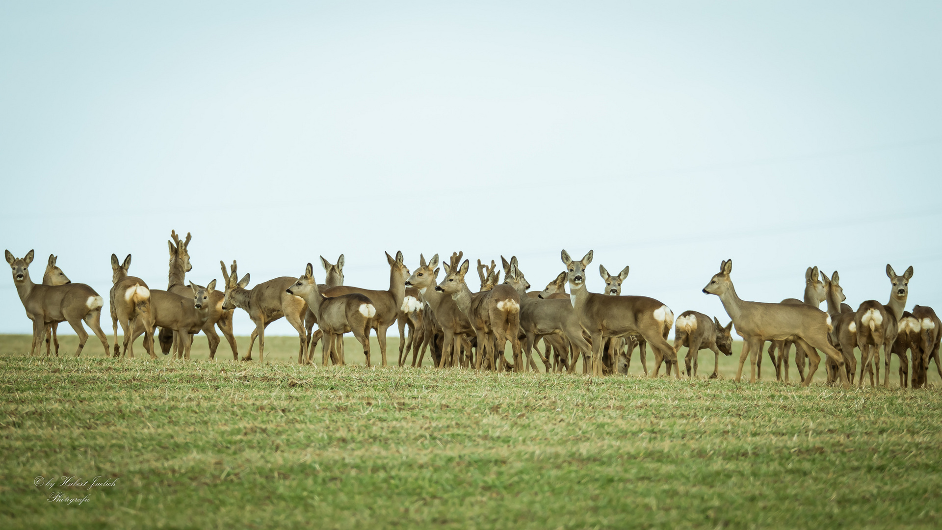 Sprung Foto & Bild | tiere, wildlife, säugetiere Bilder auf fotocommunity
