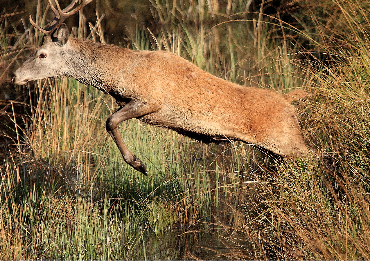 Sprung Foto & Bild | tiere, wildlife, säugetiere Bilder auf fotocommunity