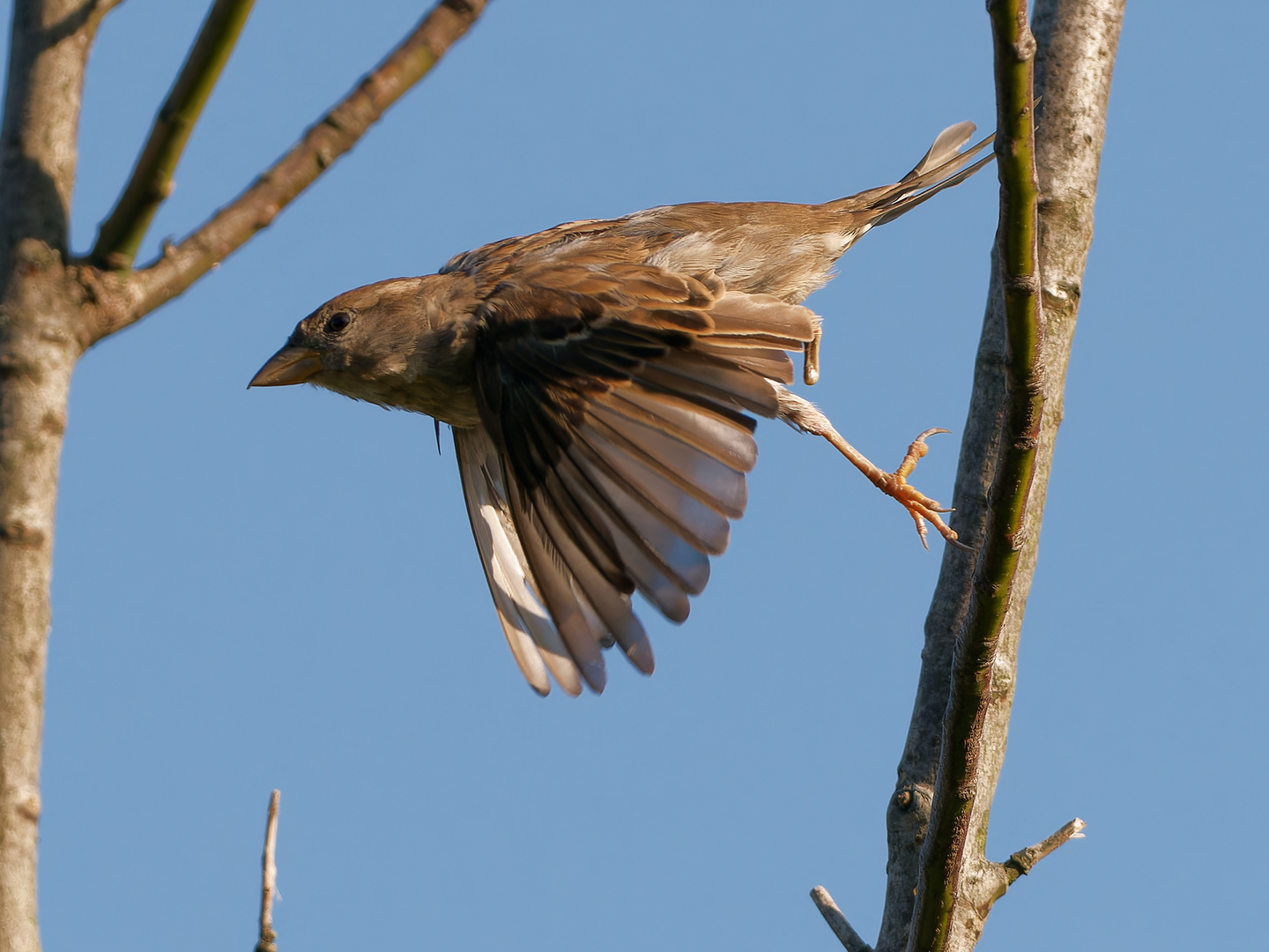 Sprung in das Morgenlicht Foto & Bild | tiere, wildlife, wild lebende ...