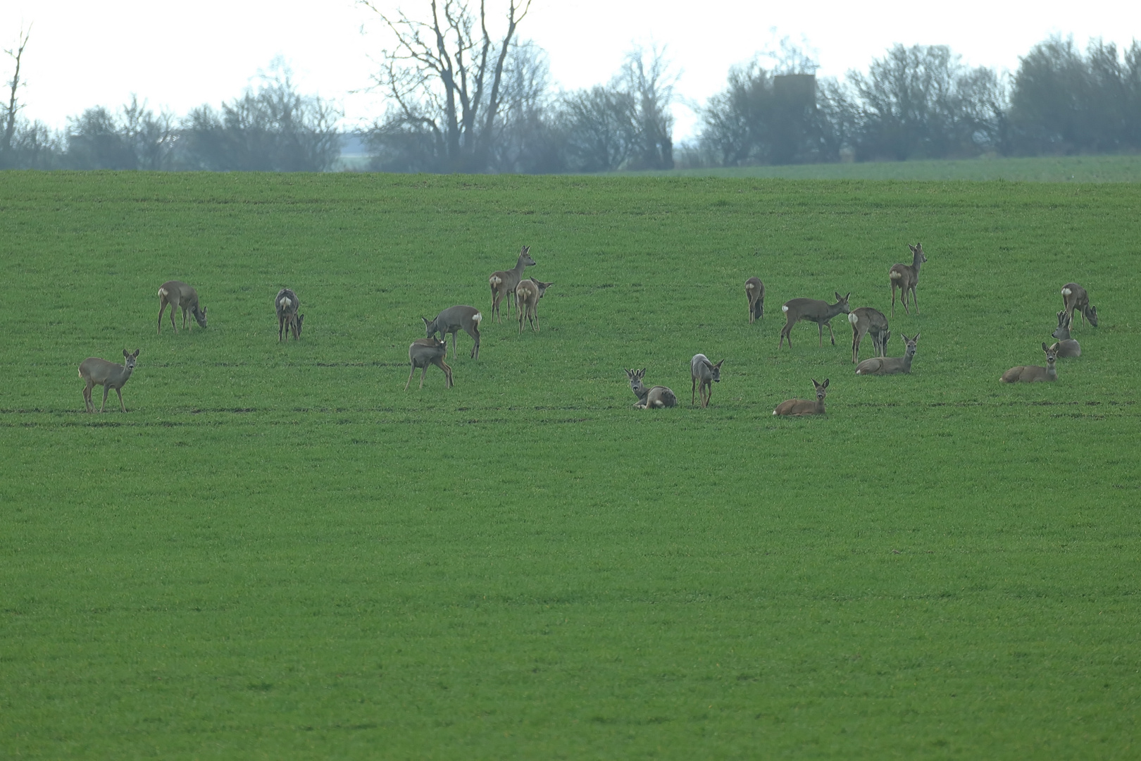 Sprung Rehwild Foto & Bild | tiere, wildlife, säugetiere Bilder auf ...