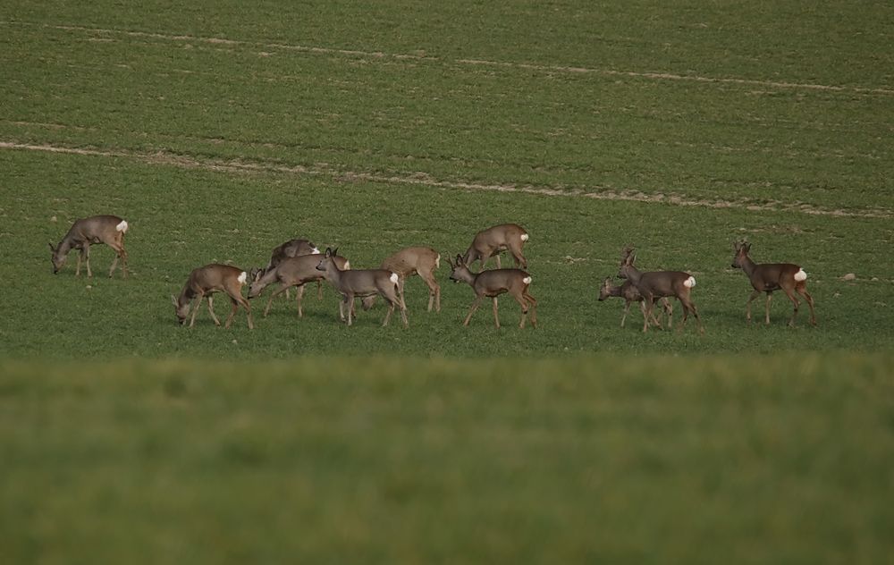 Sprung Rehwild Foto & Bild | tiere, wildlife, säugetiere Bilder auf ...