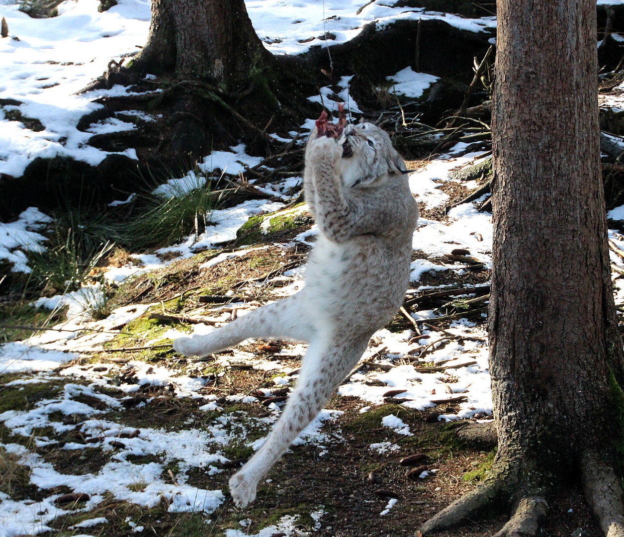 Sprunggewaltiger Luchs Foto & Bild | tiere, wildlife, wildlife ...