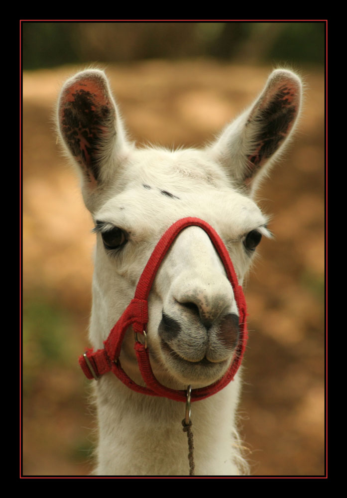 Spuck ich jetzt oder spuck ich nicht? Foto & Bild | tiere, zoo ...