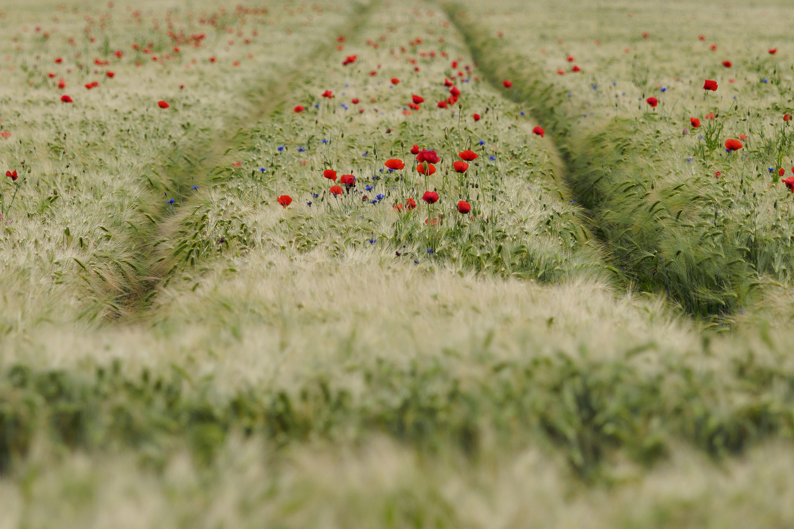 Spur Foto & Bild | natur, mohn, landschaft Bilder auf fotocommunity