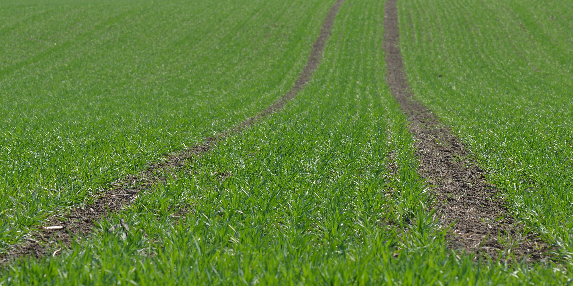 Spur Foto & Bild | landschaft, Äcker, felder & wiesen, natur Bilder auf ...