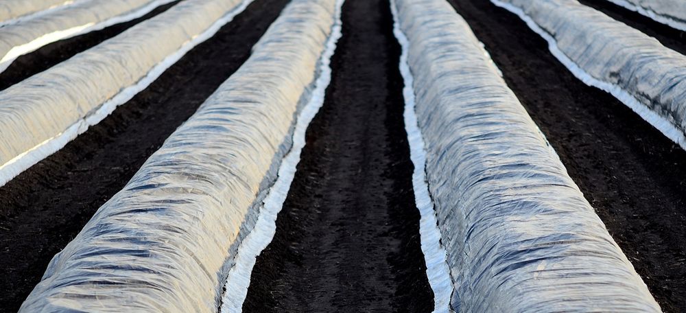 Spurbreite Foto & Bild | frühling, natur, pflanzen Bilder auf fotocommunity