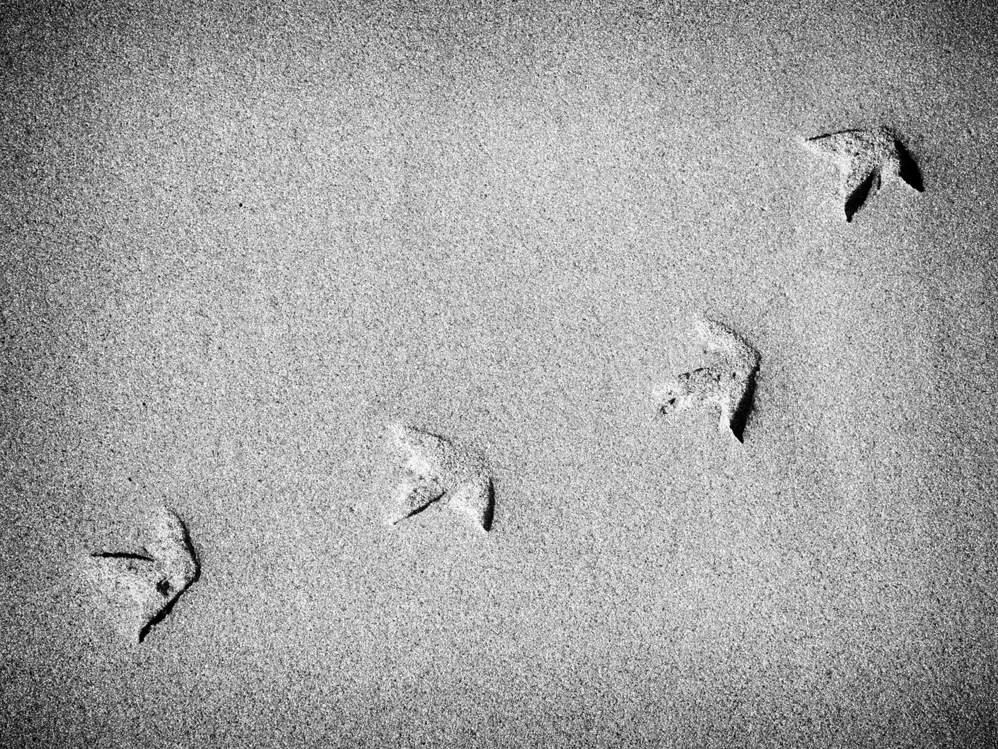 Spuren im Sand Foto & Bild | tiere, natur-kreativ, aufnahmetechniken Bilder auf fotocommunity