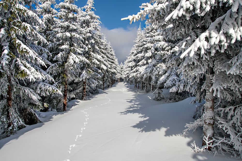 Spuren im Schnee! Foto & Bild | landschaft, jahreszeiten, winter Bilder auf fotocommunity