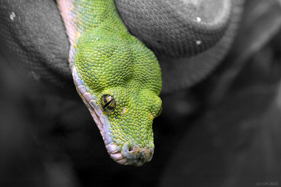 Ssssss Foto & Bild | fotomontagen & ebv, natur-kreativ ...