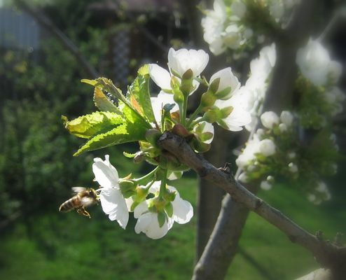 Liliidae - Fotos & Bilder - Fotografin aus Nürnberg, Deutschland ...
