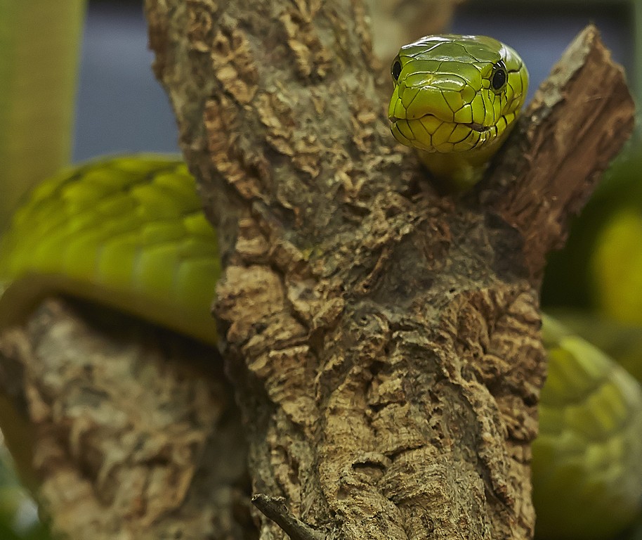 .ssSSsssss.... Foto & Bild | tiere, zoo, wildpark & falknerei ...