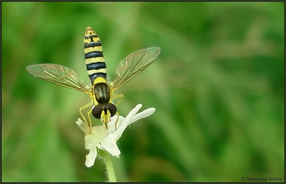 ssssssssss... Foto & Bild | tiere, wildlife, insekten Bilder auf ...