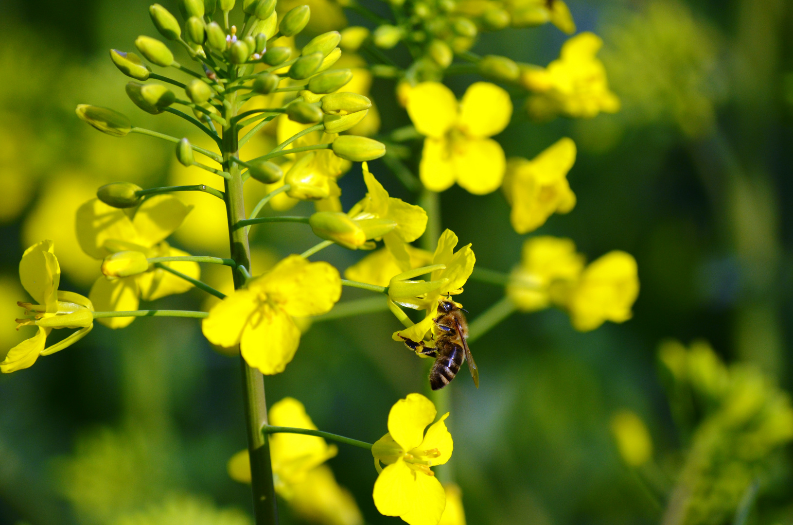 ssssssssssssssssssss Foto & Bild | tiere, wildlife, insekten Bilder auf ...