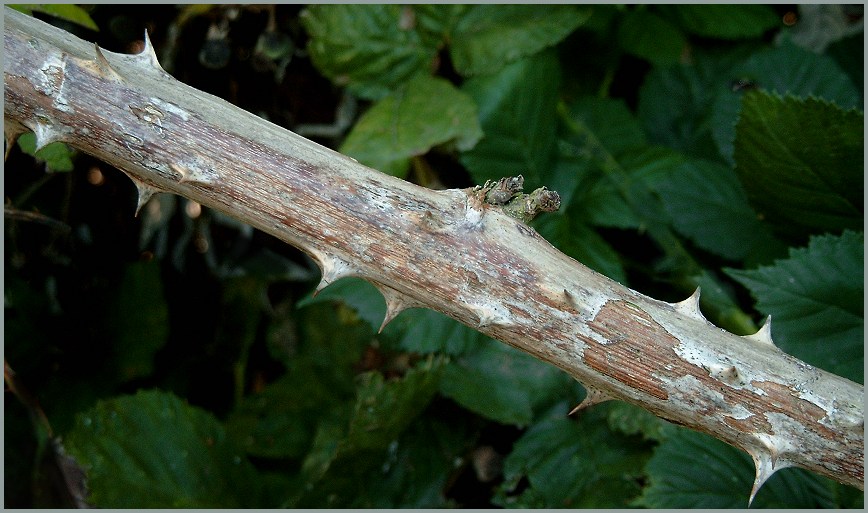 Stachel Foto & Bild | pflanzen, pilze & flechten, sträucher, natur ...