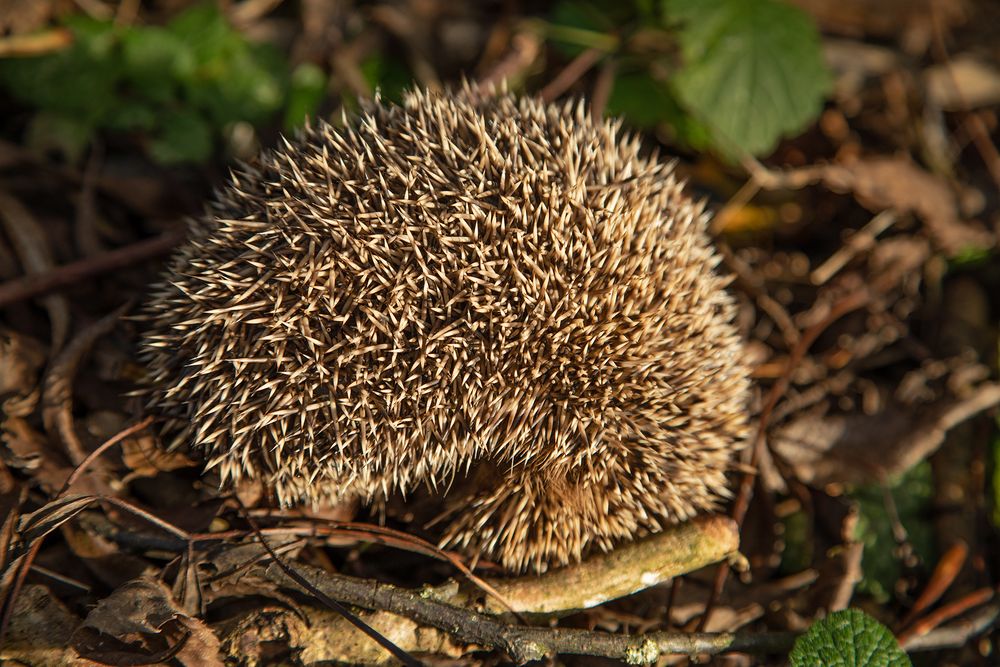Stachel-Kugel Foto & Bild | tiere, wildlife, säugetiere Bilder auf ...