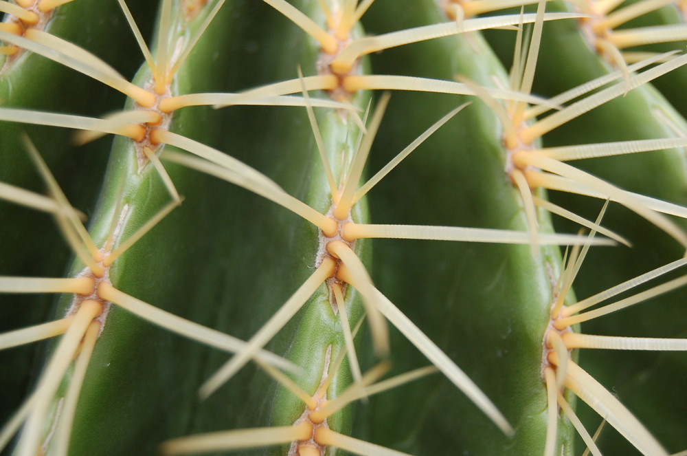 Stachel, Stachel sticht! Foto & Bild | pflanzen, pilze & flechten ...
