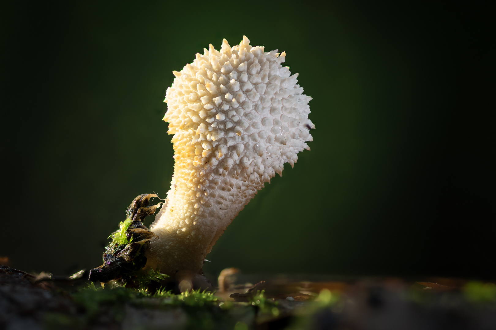stachelige Keule Foto & Bild | nah- & makro, pflanzen, pilze & flechten ...
